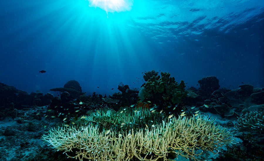 How An Ocean Dumping Ground Was Exposed – Slipins Swimwear